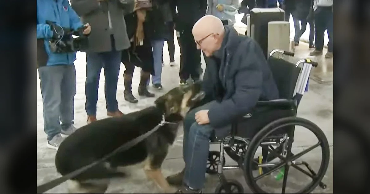 German Shepherd has emotional reunion with owner she kept alive during ...