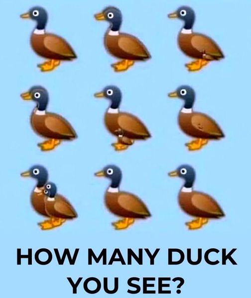 Can You Find All the Ducks? - Story