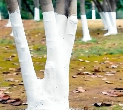 If you spot white-painted trees, you had better know what it means - Story