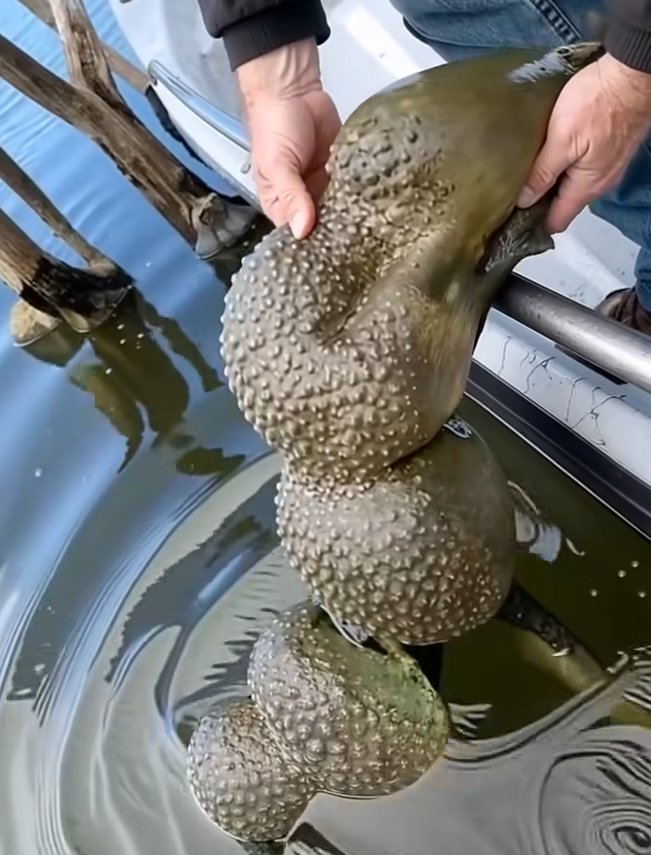 Strange Jelly Blobs in Lake Explained - Story