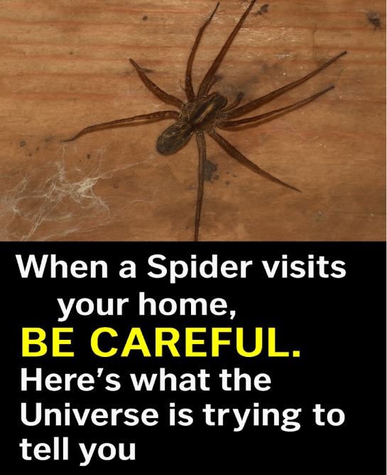 How to Understand the Meaning Behind Seeing a Spider Indoors - Story