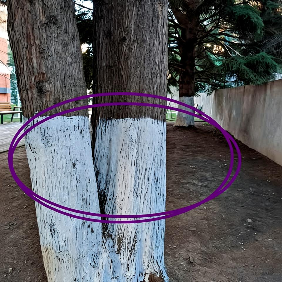 Why Some Trees Wear White Paint: The Hidden Science Behind a Simple ...
