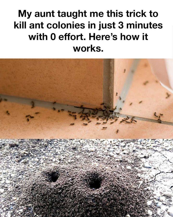 How to Get Rid of Ants Indoors by Targeting the Source, Not Just the ...